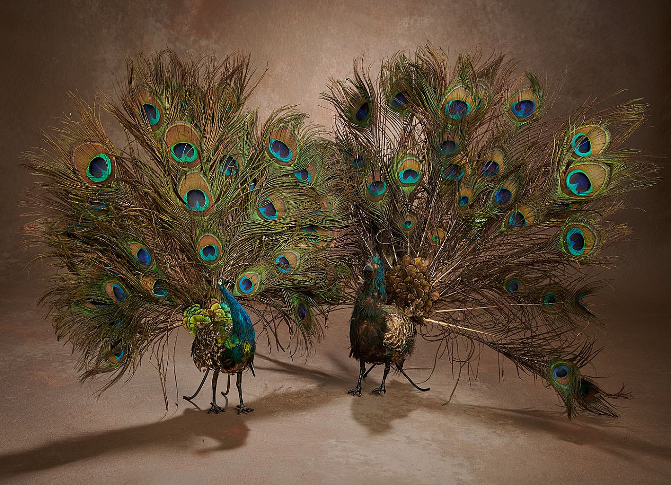 Rare French Mechanical Toy Peacock by Roullet et Decamps with Variation ...
